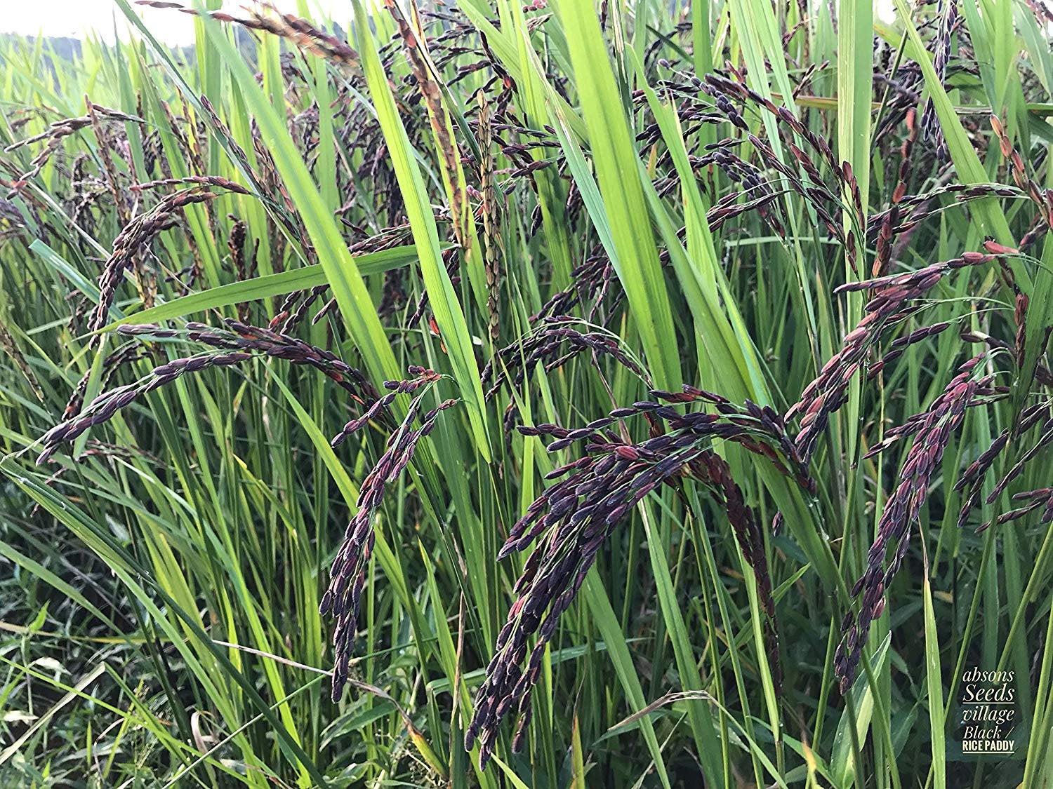Abamec 100 Grams Rarest Paddy Blackforbidden Rice Seeds on Luulla