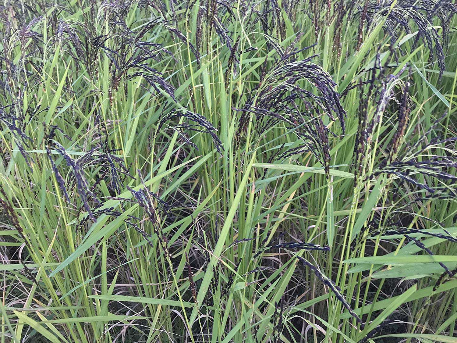 Abamec Basmati Of Gujarat Krishna Kamood Paddy Seeds 100 Grams Pack. on ...