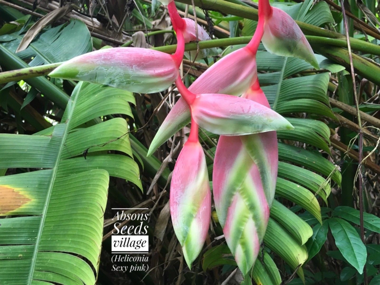Heliconia Pink Flamingo Heliconia 'sexy Pink'heliconia Chartacea 1 ...